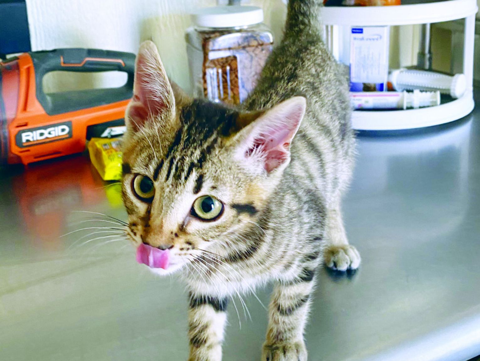 Pets of the Week